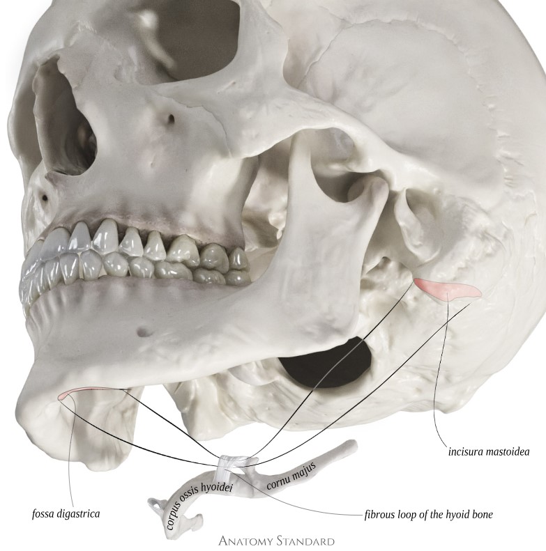Anatomy Standard Drawing - Origin and insertion of digastric muscle: anterolateral view - Latin ...